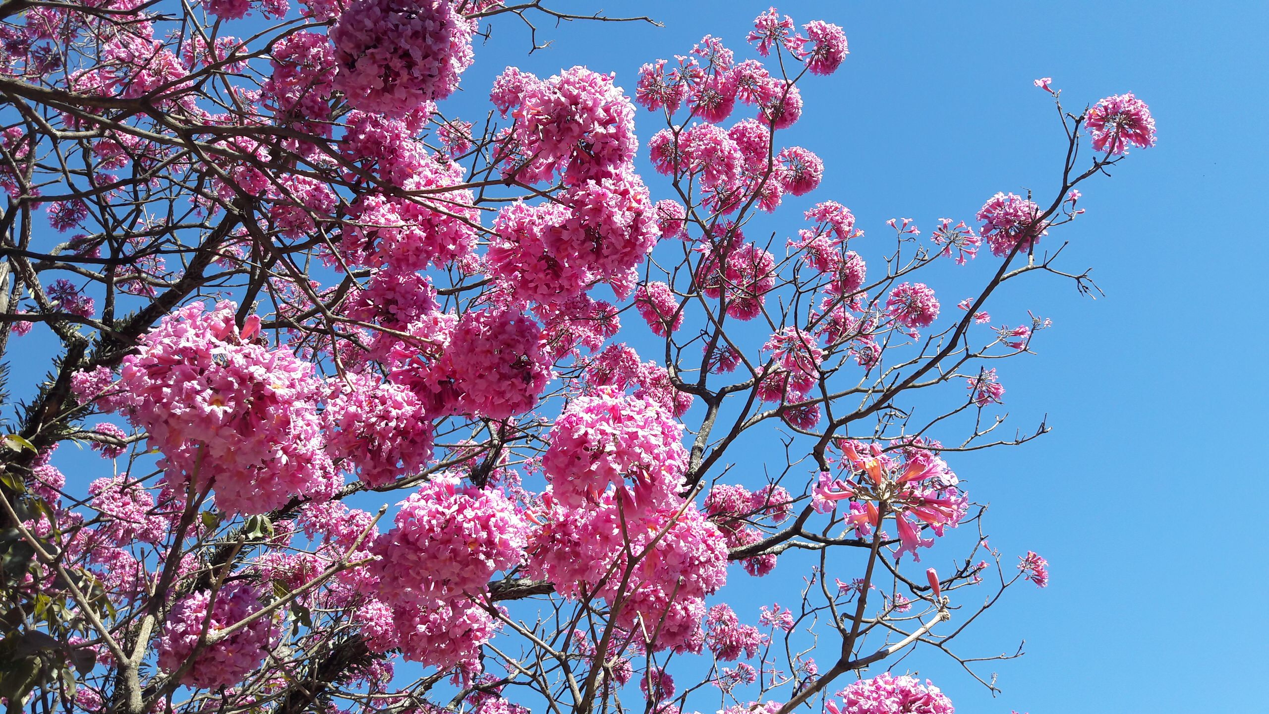 10 Flowering Trees Landscape Architects and Designers Love