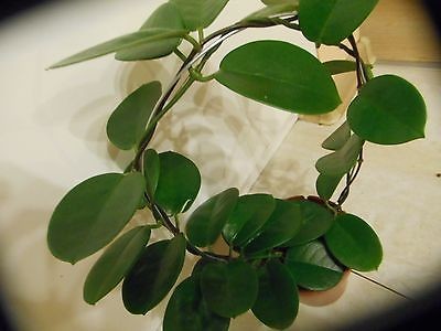 Hoya Australis Keysii (Traill)