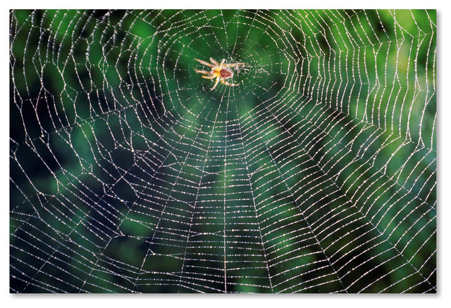 "Small Spider" by Robert Harding Picture Library, Canvas Art, 12"x19 ...