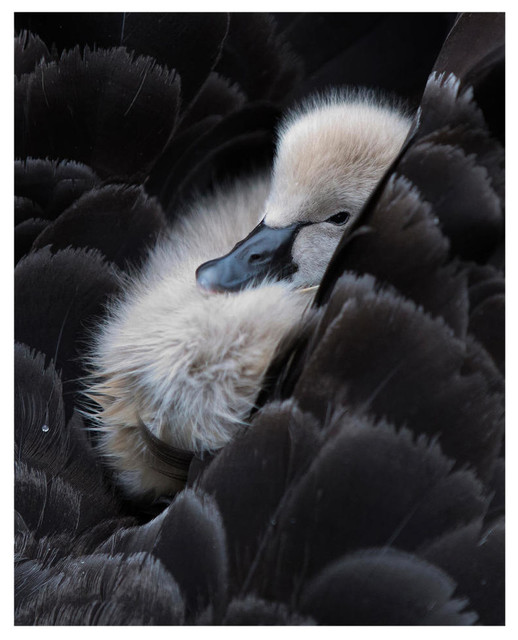 "Pickaback - Vertical Crop" Digital Paper Print by C.S. Tjandra, 18"x22 ...