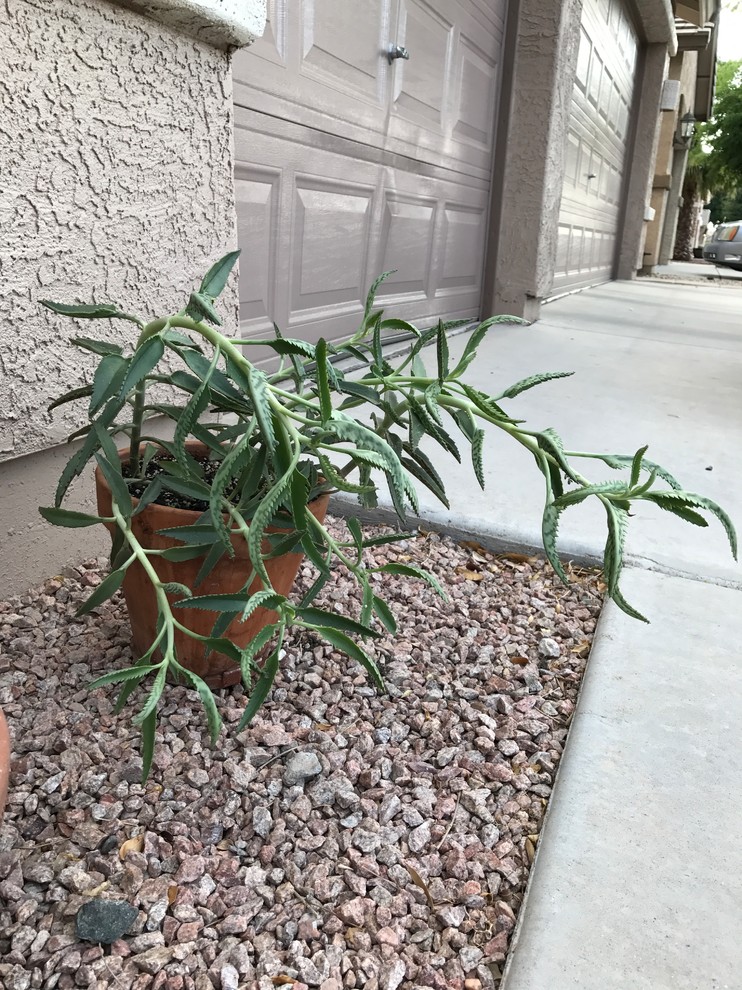 Help! Mother of thousands in pot