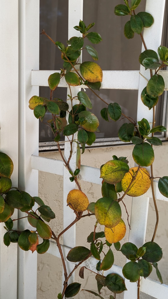 Best Fertilizer and Frequency for Mandevilla? | Houzz Forum