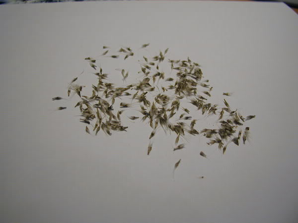 Seeds from Cupids dart? (pic)