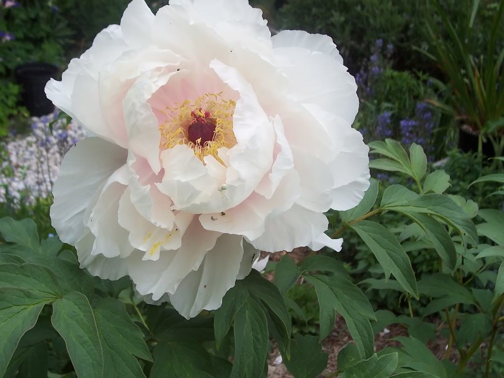 Tree Peony identification