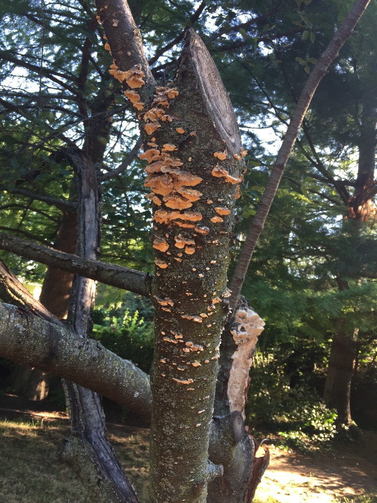 Identifying aggressive tree fungus and recommended treatment?