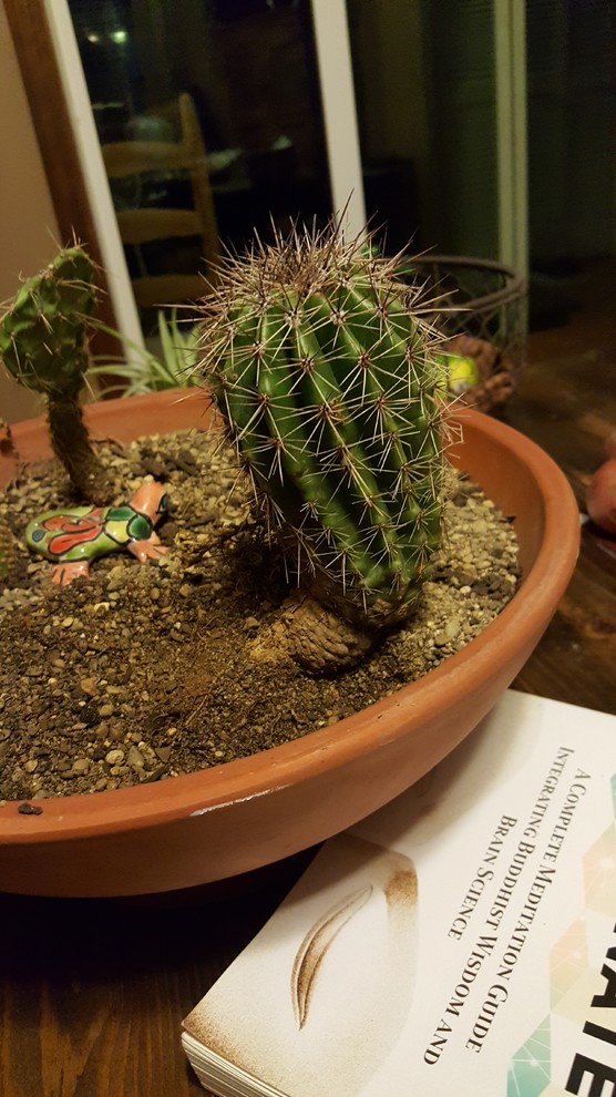 Advice on saguaro roots