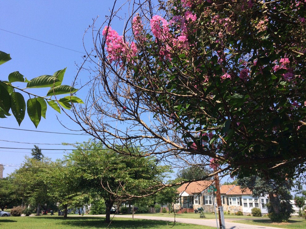 Crepe Myrtle Dead Ends