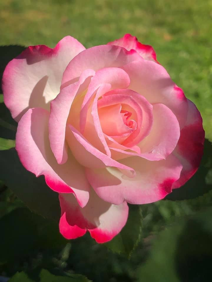 Identify Rose Please