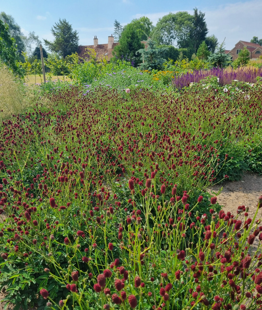 Large perennial prairie style planting design - Contemporary ...