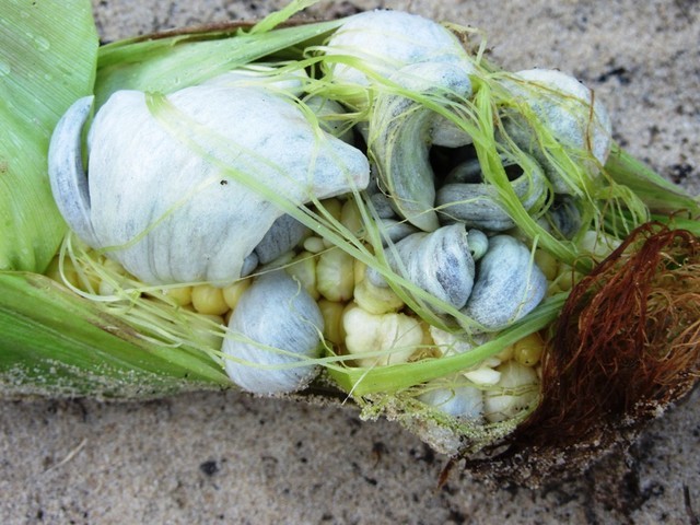 Corn Smut?