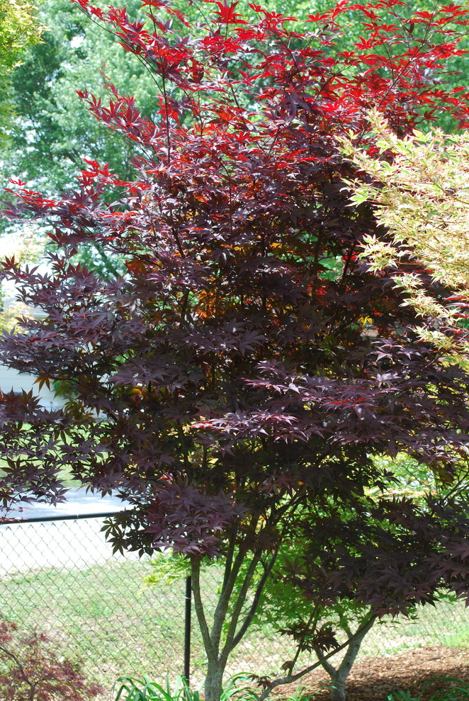 Acer palmatum 'Red Emperor' (Emperor 1) - Asian - Charlotte - by Jay ...