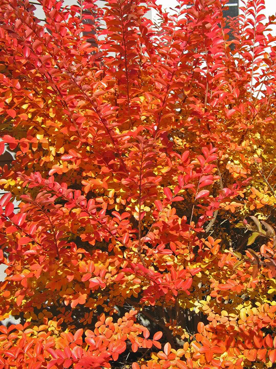 The Fall Colors of Crape Myrtles | Houzz Forum