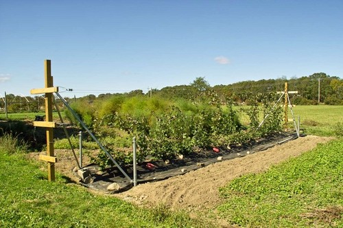 Thornless Blackberry Trellis