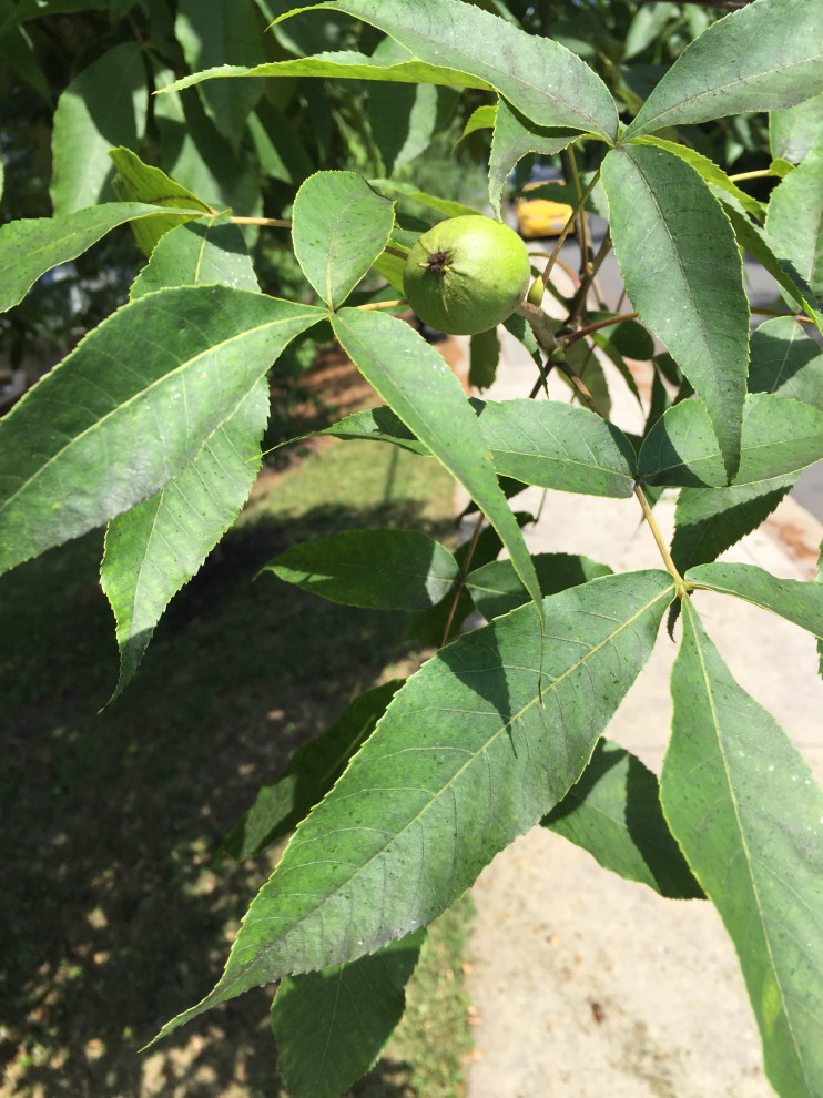 Different tree in zone 7b