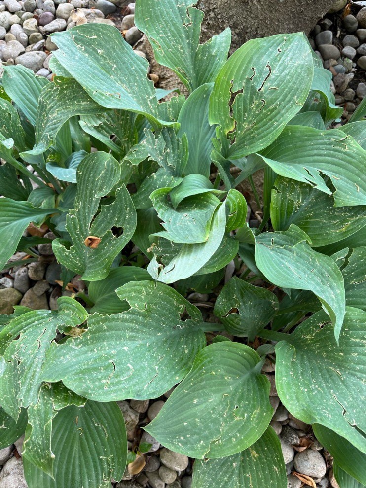 Help with hostas