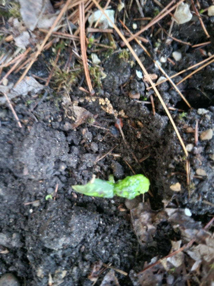 Sprouts dying overnight, pathogen or bugs?