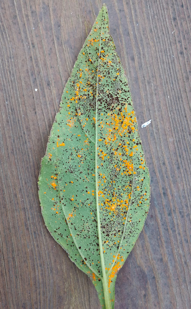 Insect infested leaf