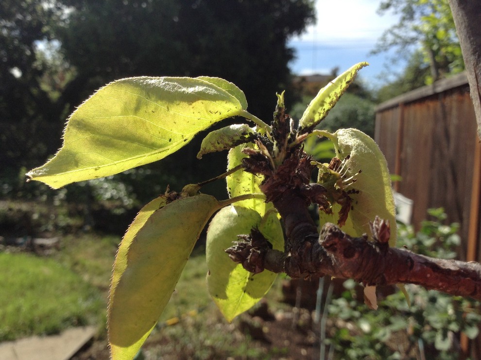 Need help to identify pear tree pests and solution