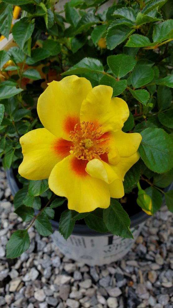 Oso Easy Ringo Rose!