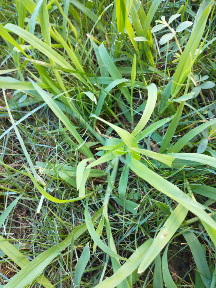 Identify this weed in MA lawn