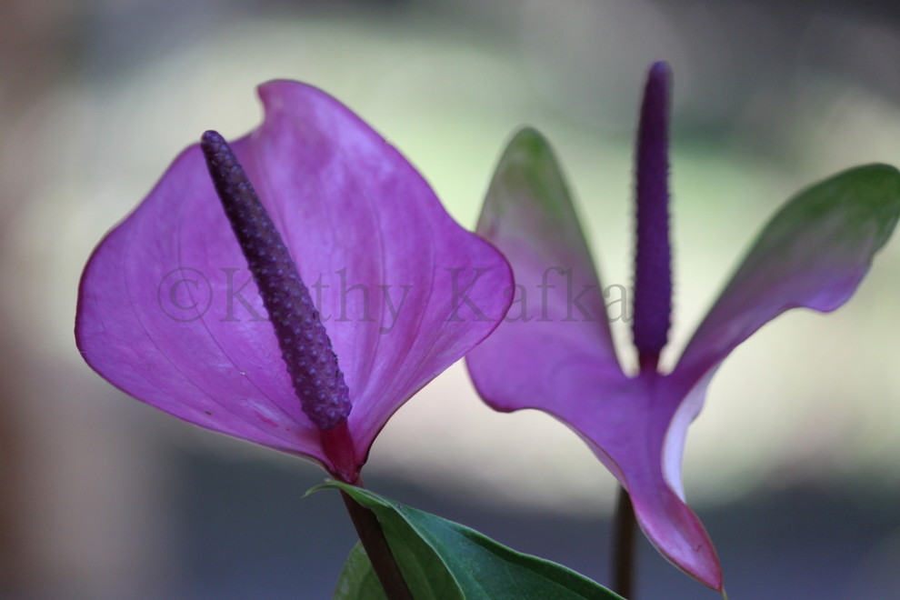 Purple Peace Lily Flower by Kathy Kafka - Photo Artist - Miami - by ...