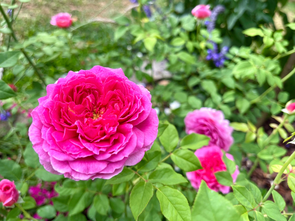 David Austin Shrub Rose - Gabriel Oak (1st year - 2nd flush) | Houzz Forum