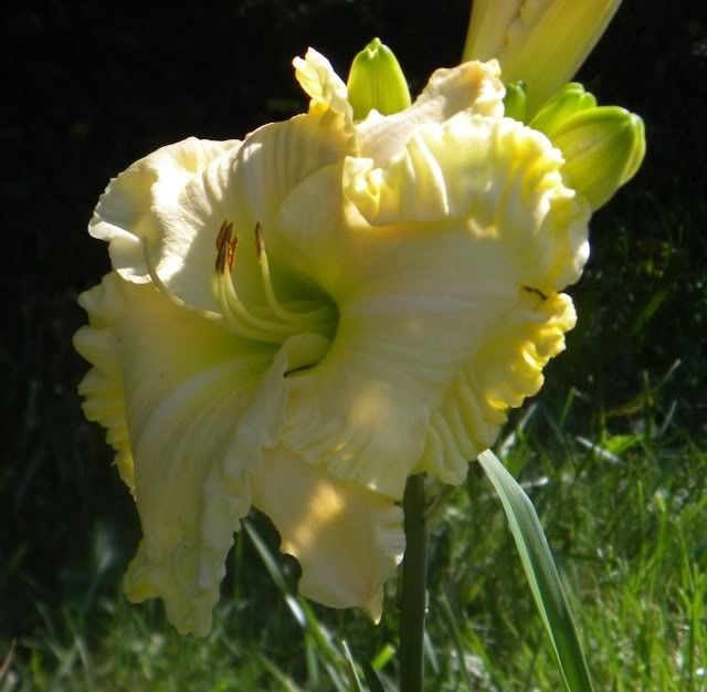 Ruffles, ruffles, I love ruffles...