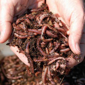 THE CRITTER DEPOT - COMPOSTING SPECIALISTS - Project Photos & Reviews ...