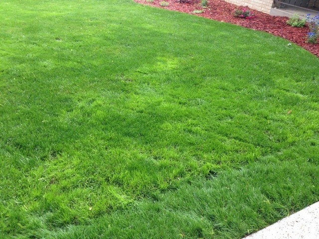 Brighter green patches all over my lawn