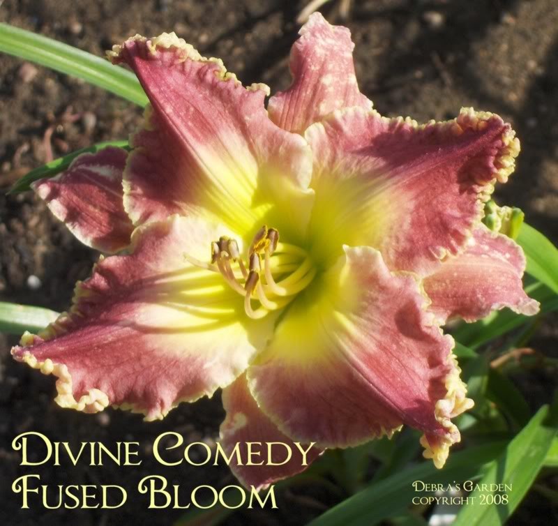 Weird bloom day