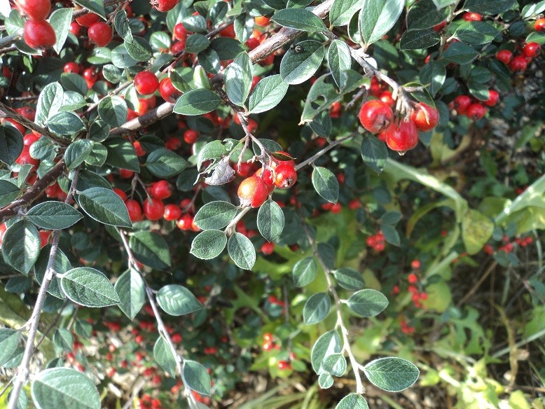 Small Bush ID Please