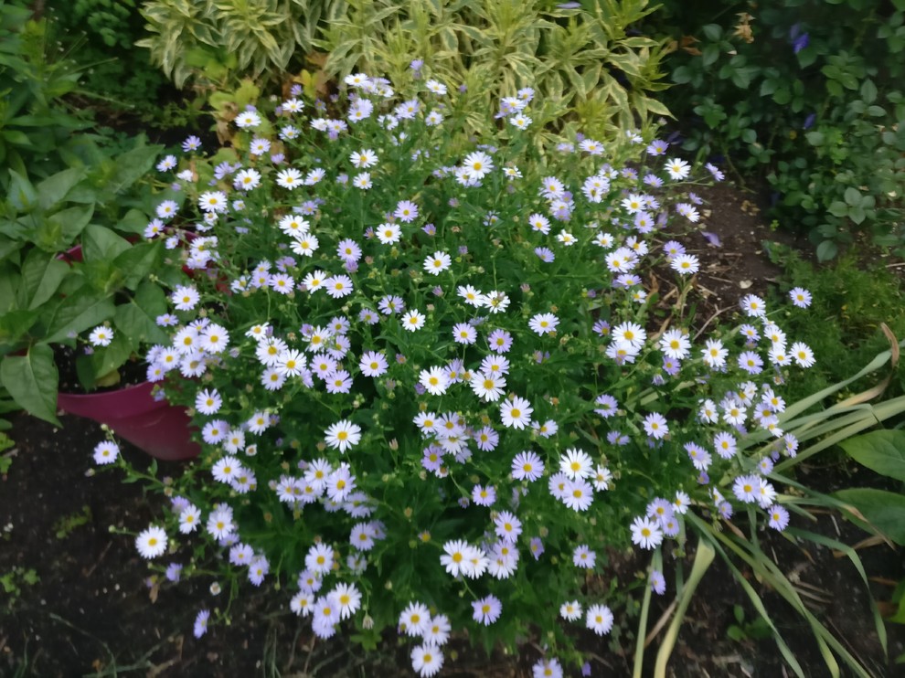 Japanese Aster (Kalimeris Incisa "Blue Star")
