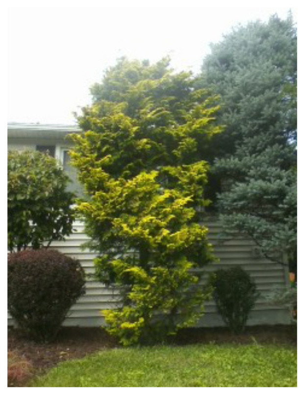 What is this tree?