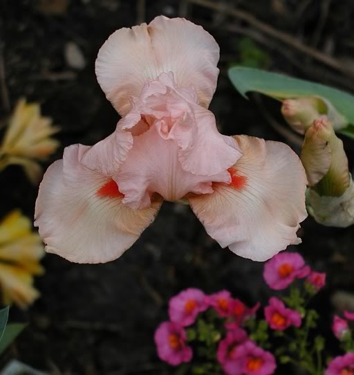 noid! :( and Joyce Terry