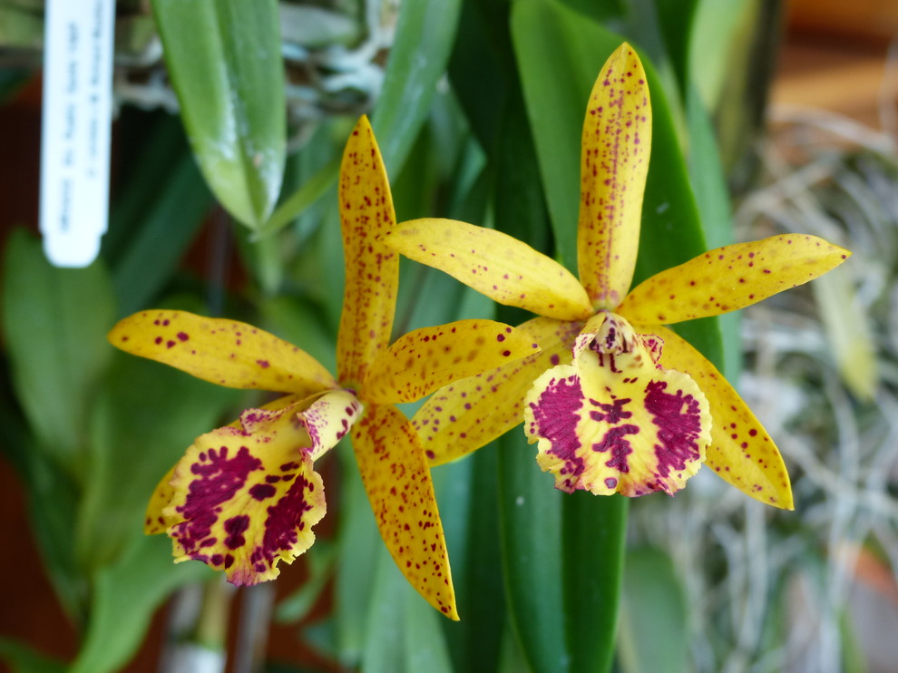 Blc Rustic Spots