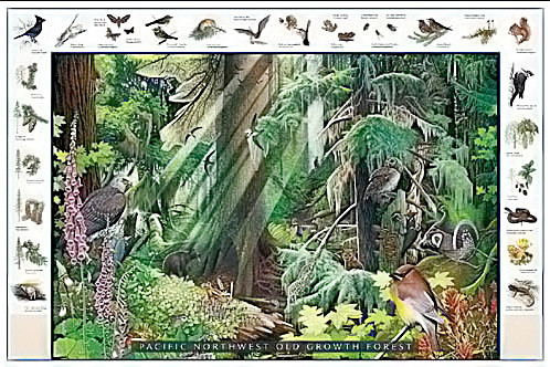 Tree Poster, Pacific Old Growth Forest - Rustic - Prints And Posters ...