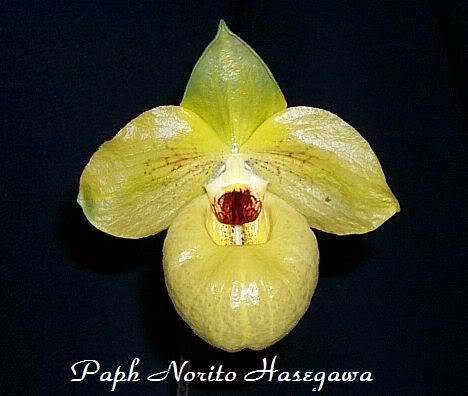 Paph Norito Hasegawa | Houzz Forum