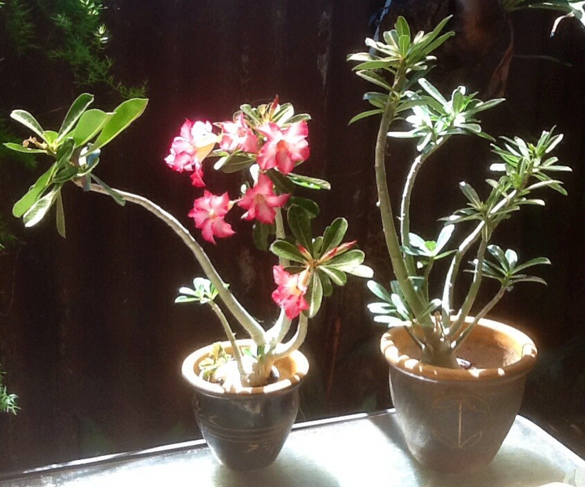 2 New Adeniums to the collection