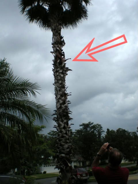 Lightning Hit Palm