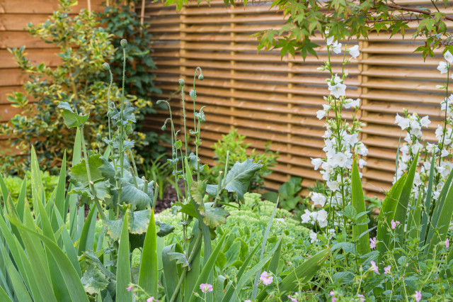 Green and white planting in this Sanctuary Garden Design in London ...