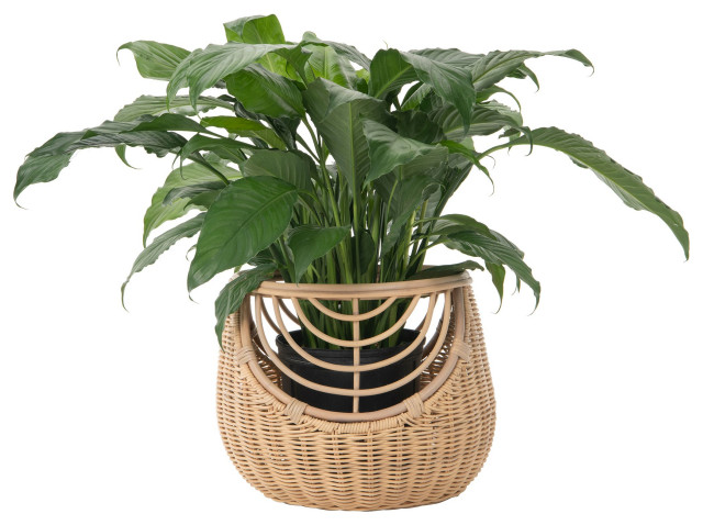 Spider Round Wicker Decorative Storage Basket, Natural - Tropical ...