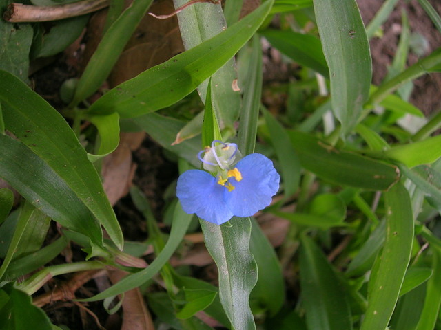 Weed with blue flower