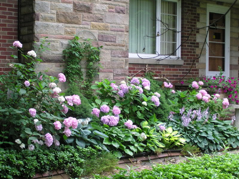 hydrangeas and hostas