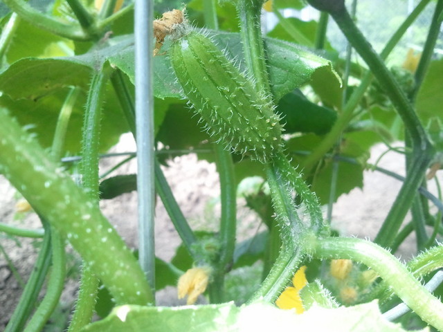 Why does one of my cukes look like this? Just curious.