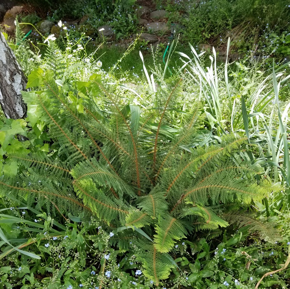 Alaskan Shield Fern...second season in new location