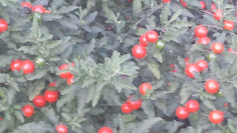 weed/plant with red berries