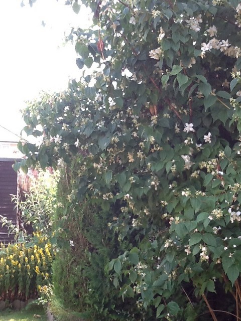 Help to identify bush