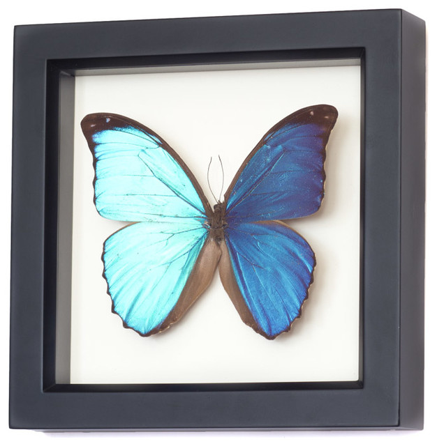 Framed Blue Morpho Butterfly Display - Contemporary - Decorative ...