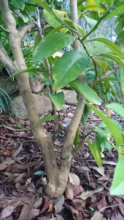 Identifying lemon graft and suckers