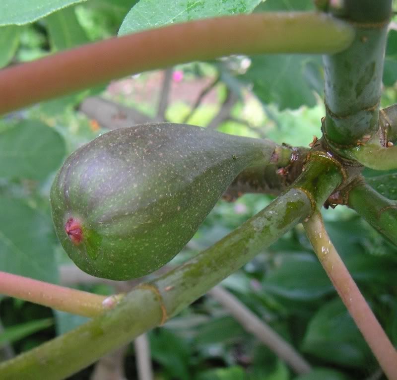 This fig's first breba crop